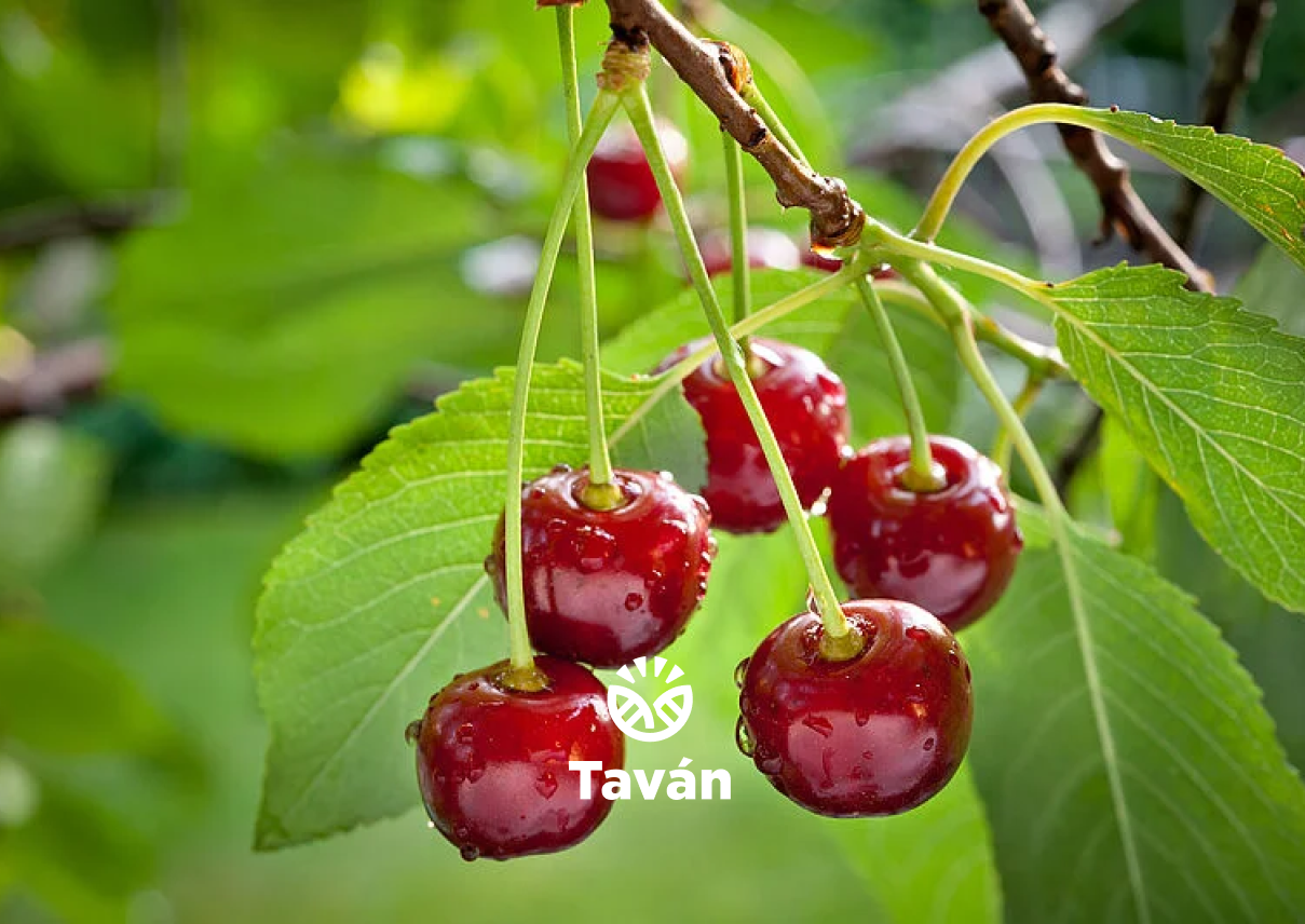 Effect of the Tavan program on the control of bacterial cancer in cherry trees - TAVAN ...